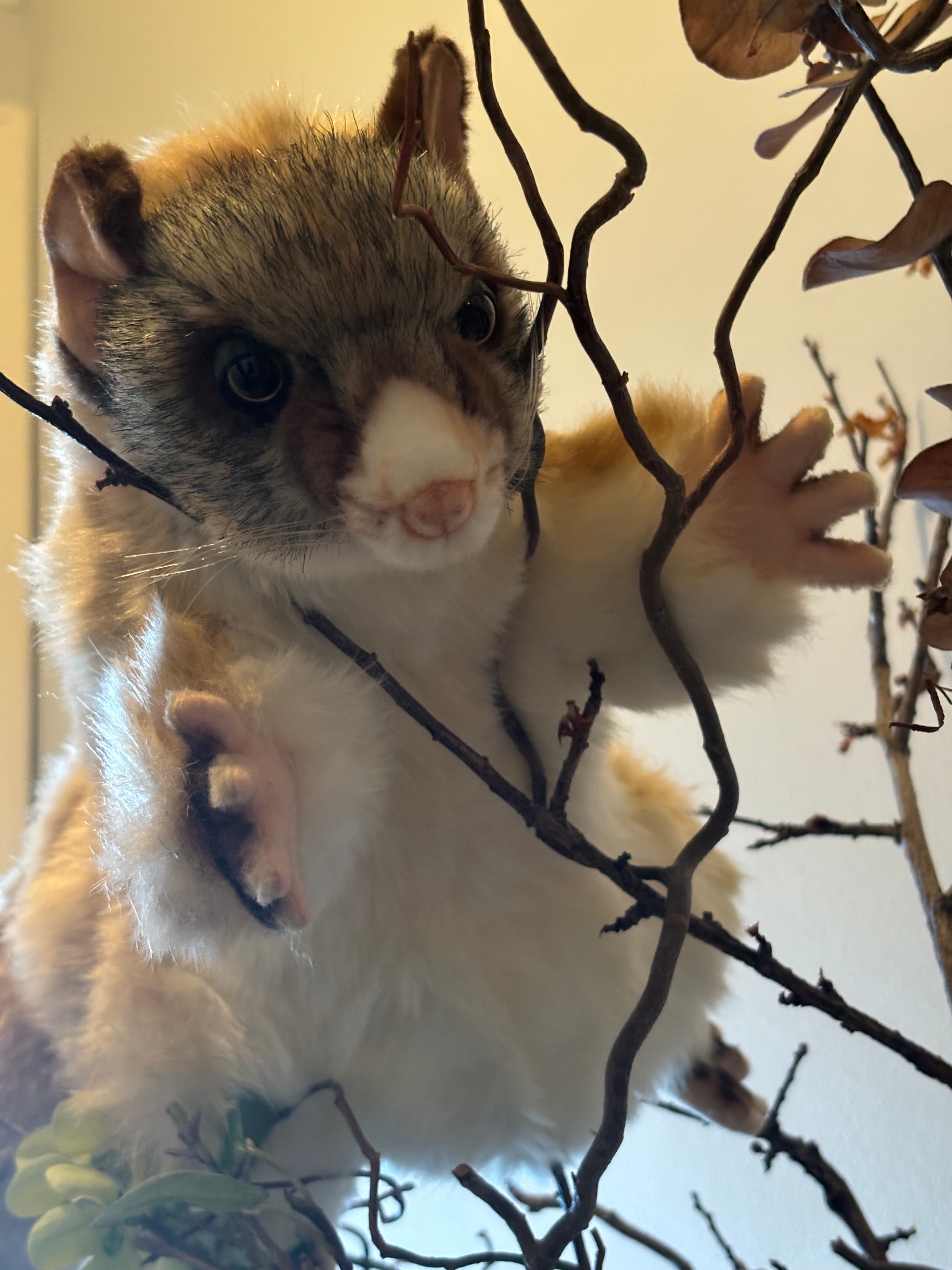 Ring Tail Possum Arm Puppet – Nans House